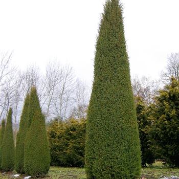 Juniperus communis 'Hibernica', Irish juniper von Bruns Pflanzen