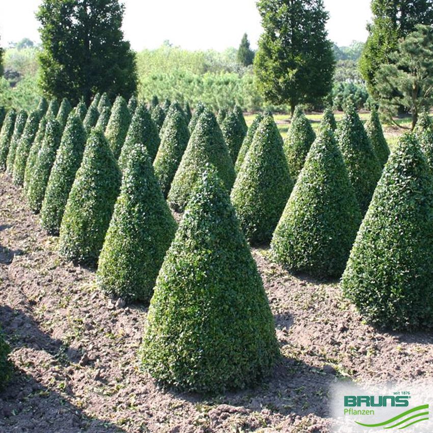 Buxus sempervirens var. arborescens, Common box von Bruns Pflanzen