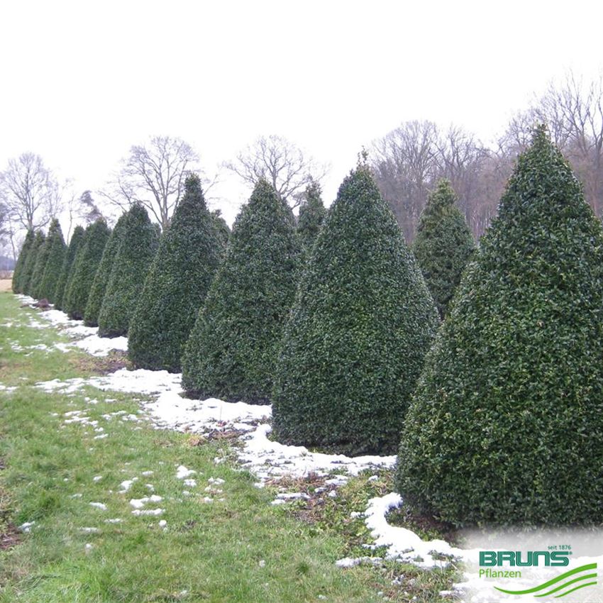 Buxus sempervirens var. arborescens, Gewöhnlicher Buchsbaum von Bruns ...