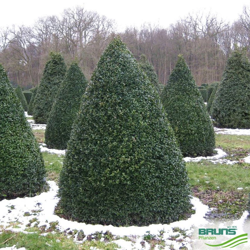 Buxus sempervirens var. arborescens, Gewöhnlicher Buchsbaum von Bruns ...