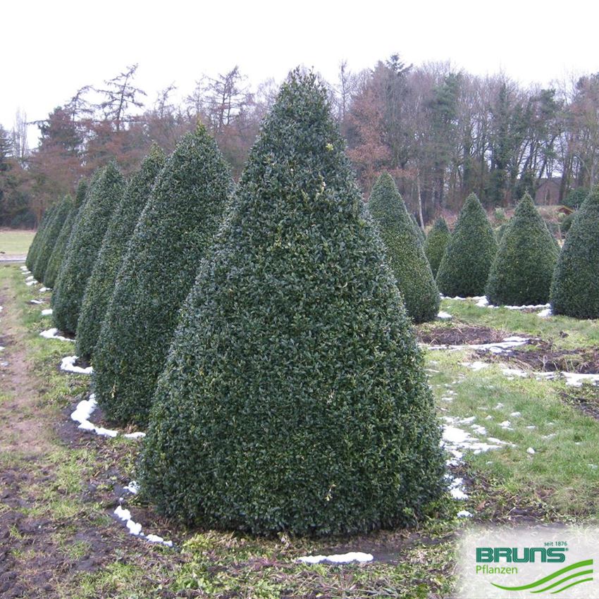 Buxus sempervirens var. arborescens, Common box von Bruns Pflanzen