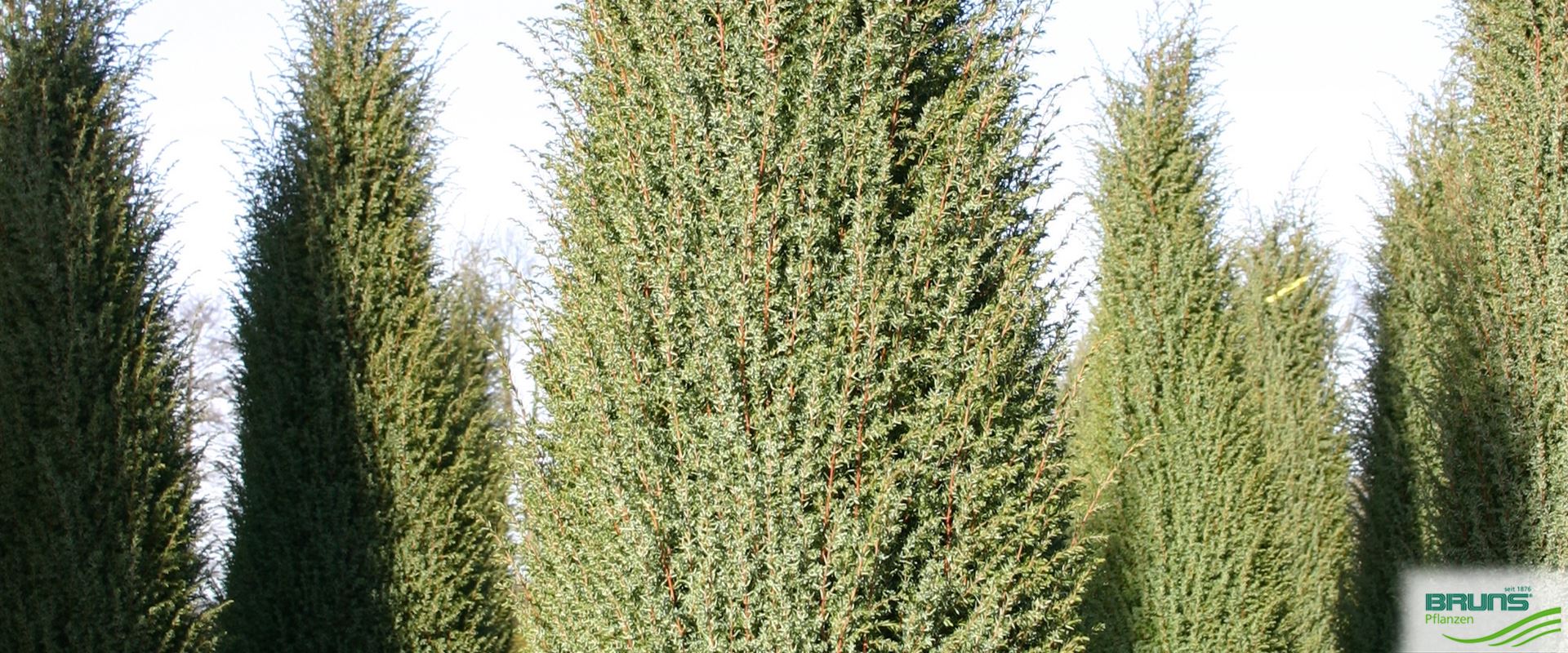 Juniperus communis 'Hibernica', genévrier d'Irlande fastigié von Bruns ...