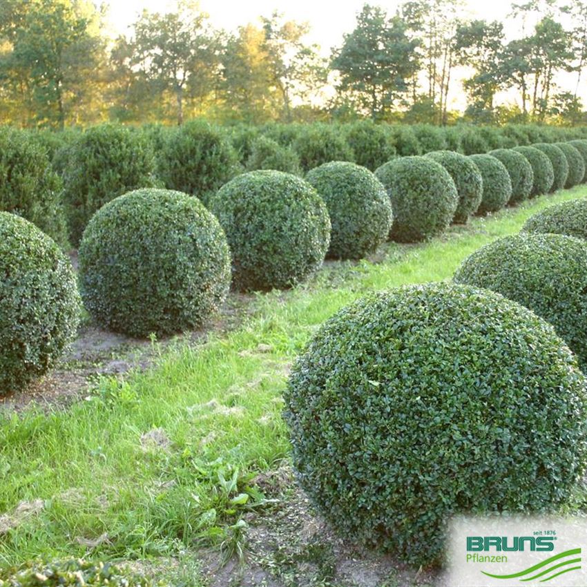 Buxus sempervirens var. arborescens, Common box von Bruns Pflanzen