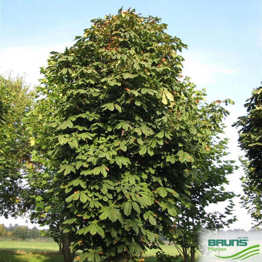 Aesculus hippocastanum 'Pyramidalis' von Bruns Pflanzen