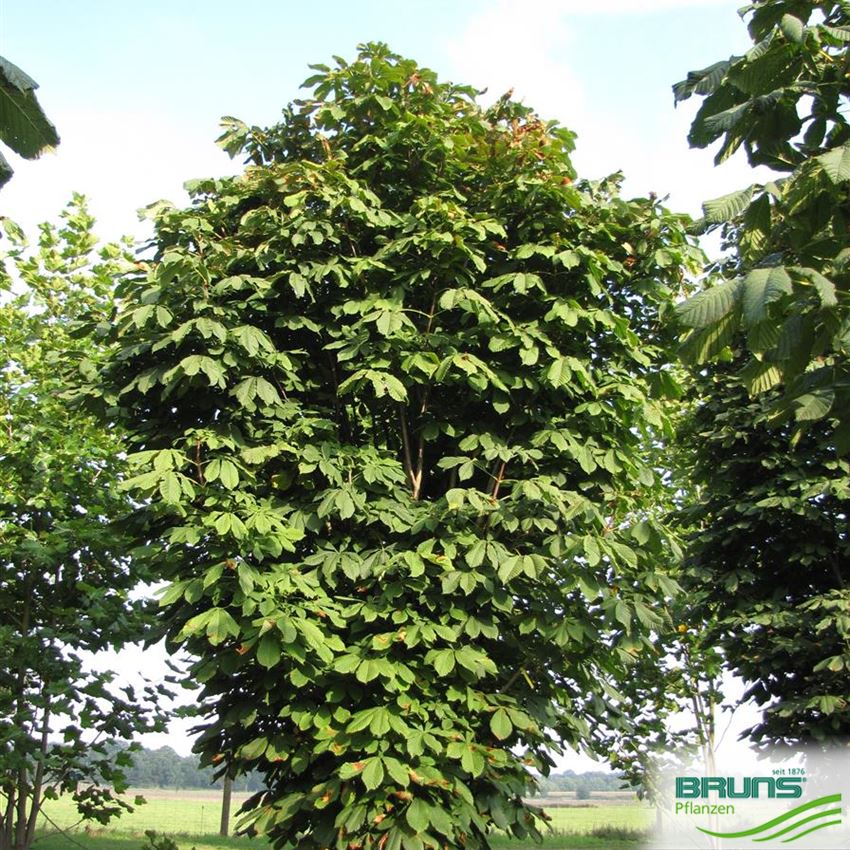 Aesculus hippocastanum 'Pyramidalis' von Bruns Pflanzen