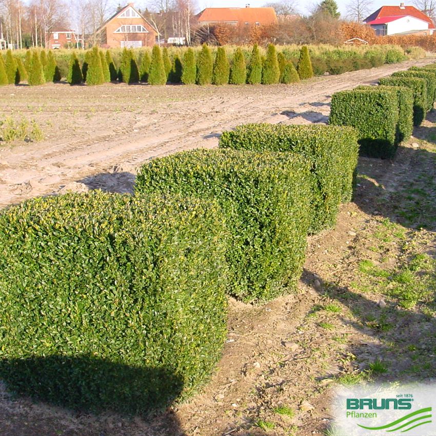 Buxus sempervirens var. arborescens, Gewöhnlicher Buchsbaum von Bruns ...