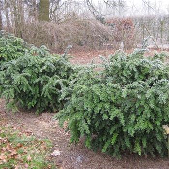 Berberis verruculosa, Warty barberry von Bruns Pflanzen