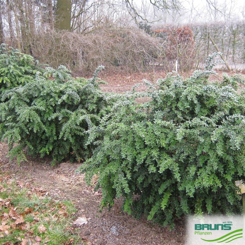 Berberis verruculosa, Warty barberry von Bruns Pflanzen