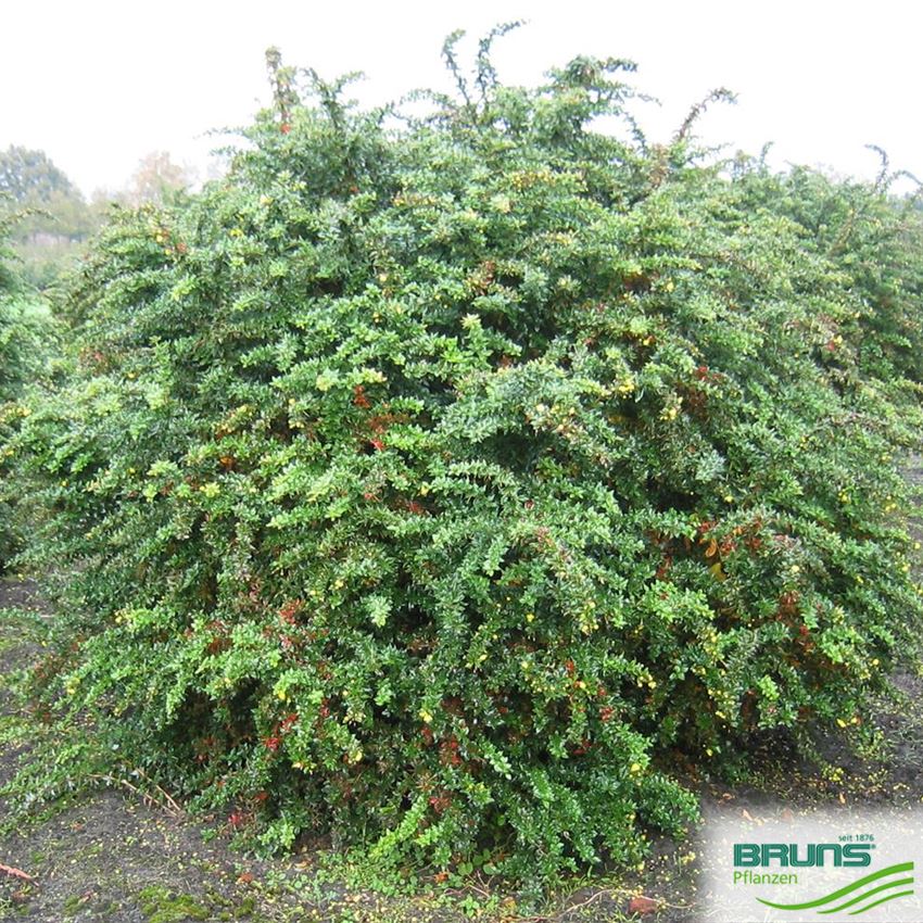 Berberis verruculosa, Warty barberry von Bruns Pflanzen