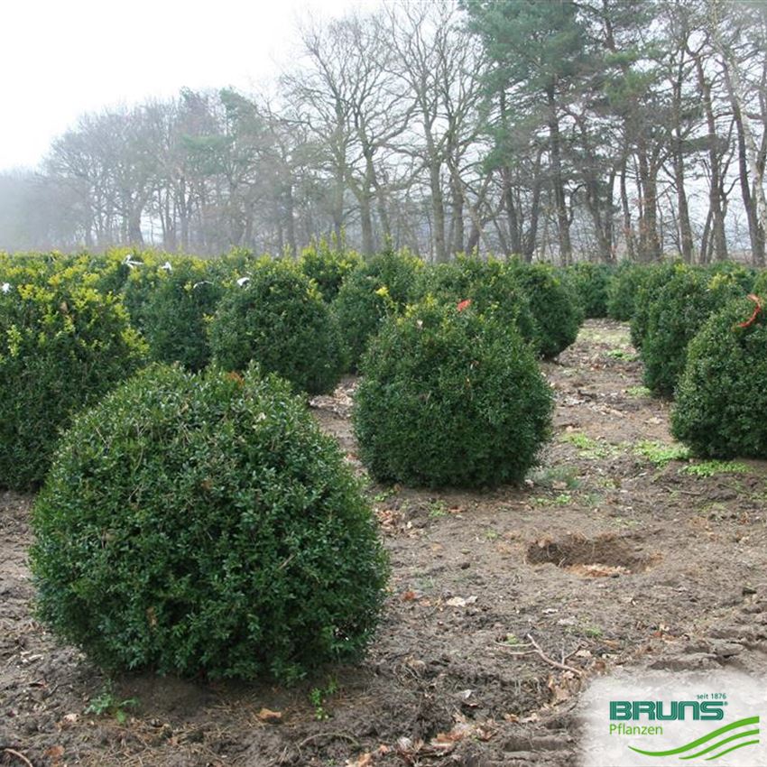 Buxus sempervirens var. arborescens, Common box von Bruns Pflanzen