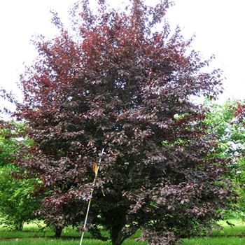 Prunus cerasifera 'Nigra', prunier Myrobolan pourpre von Bruns Pflanzen