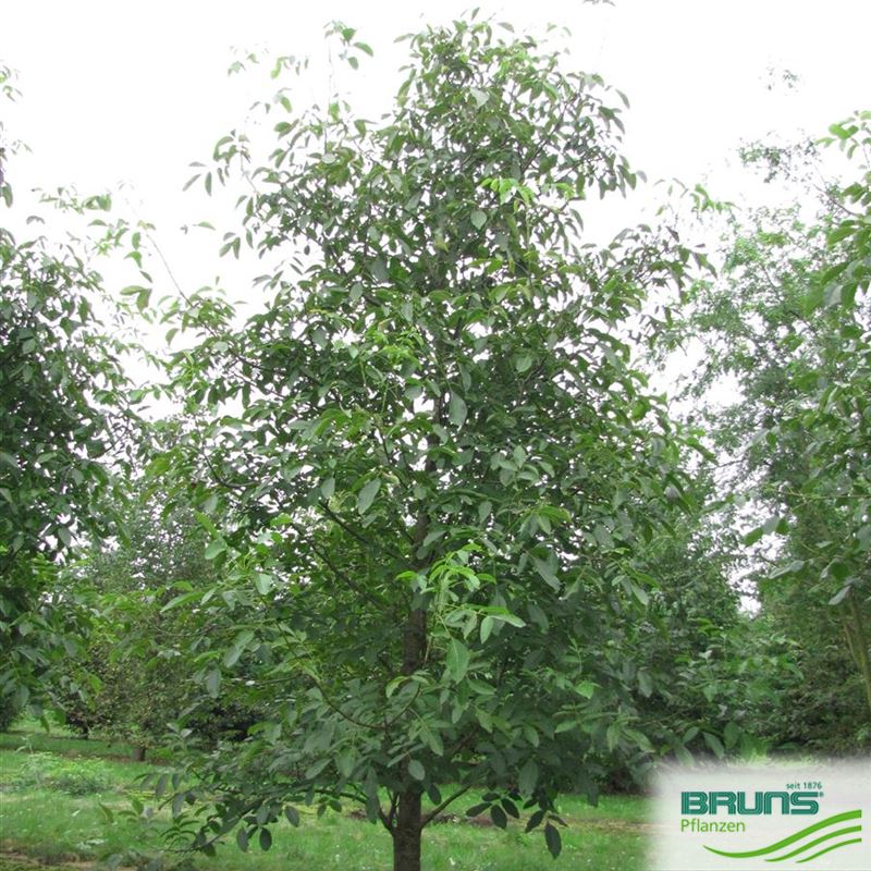 Juglans regia, Wal- oder Welschnuss von Bruns Pflanzen