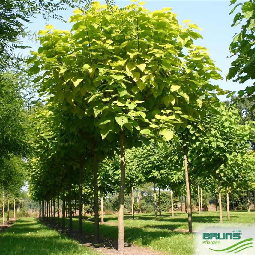 Catalpa bignonioides 'Aurea', Golden Indian bean tree