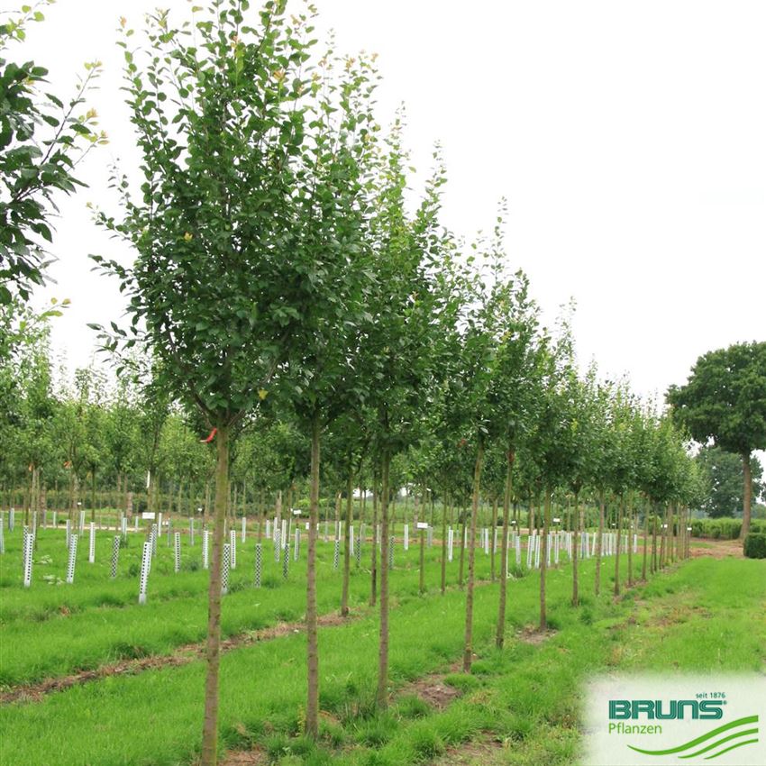 Prunus domestica 'Hauszwetsche' von Bruns Pflanzen