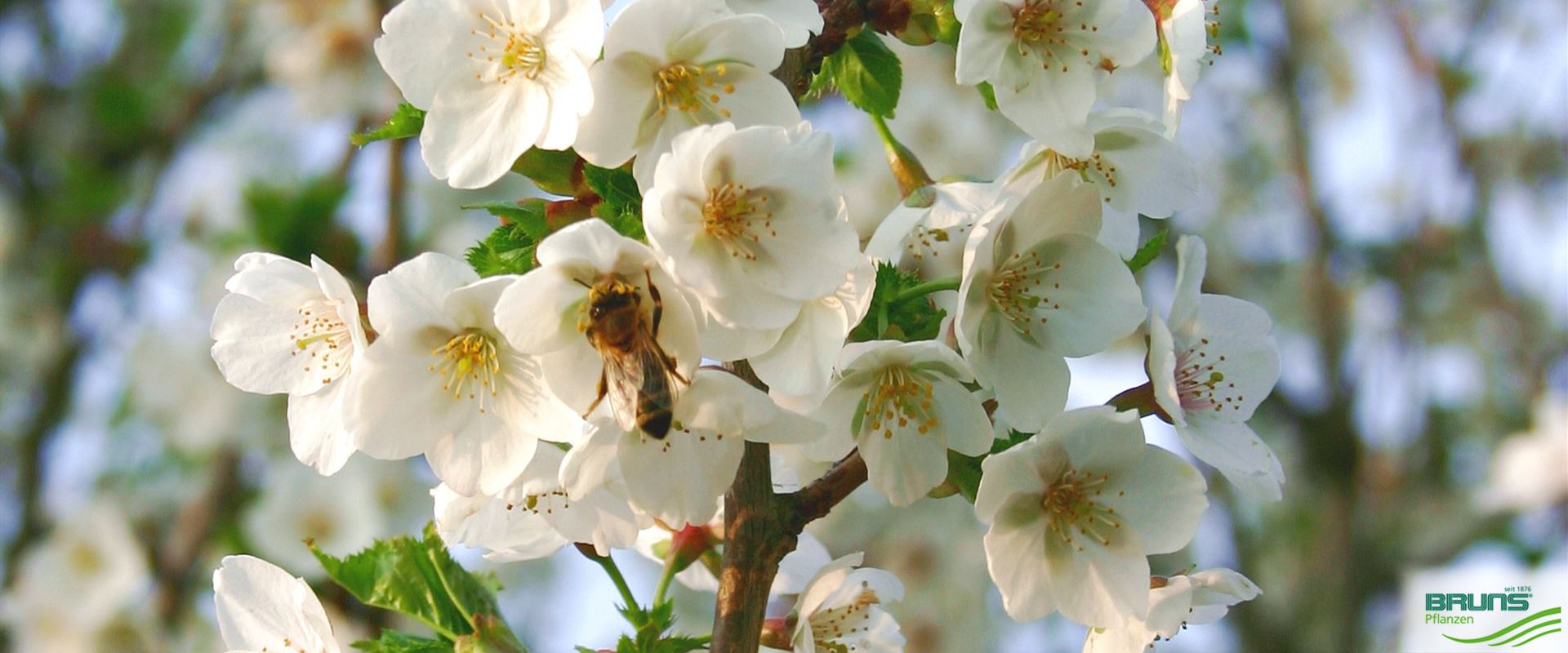 Prunus 'Umineko' von Bruns Pflanzen