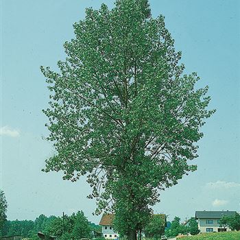 Populus x canadensis 'Robusta', Holz-Pappel, Robusta-Pappel von Bruns ...