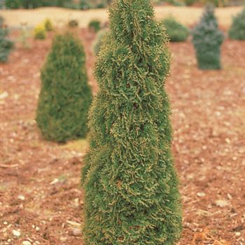 Thuja occidentalis 'Holmstrup' von Bruns Pflanzen
