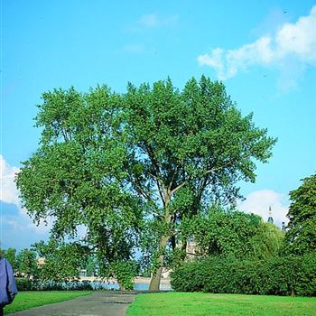 Populus x canadensis 'Robusta' von Bruns Pflanzen