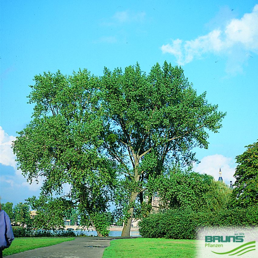 Populus x canadensis 'Robusta', Holz-Pappel, Robusta-Pappel von Bruns ...