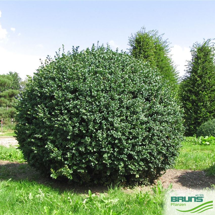 Buxus sempervirens 'Rotundifolia' von Bruns Pflanzen