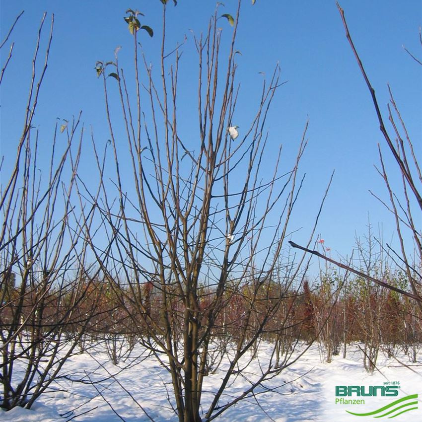 Malus sargentii, sargentii graft von Bruns Pflanzen