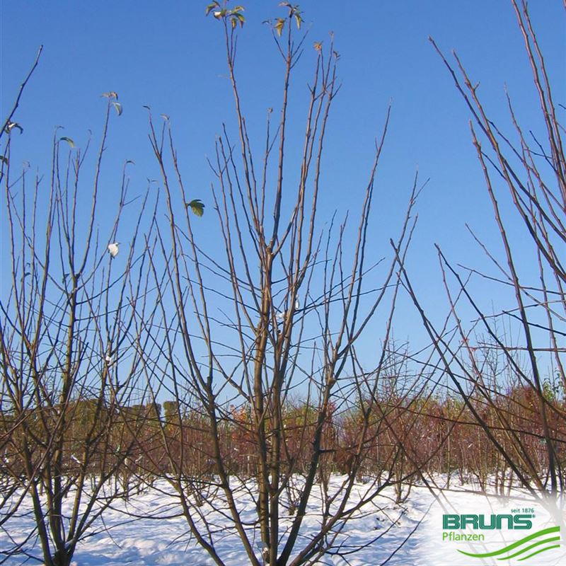 Malus sargentii, sargentii graft von Bruns Pflanzen