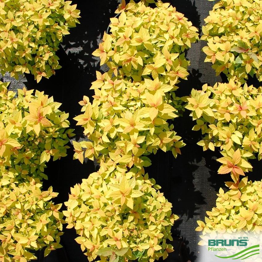 Spiraea japonica 'Golden Princess', Japanese spiraea Golden Princess ...
