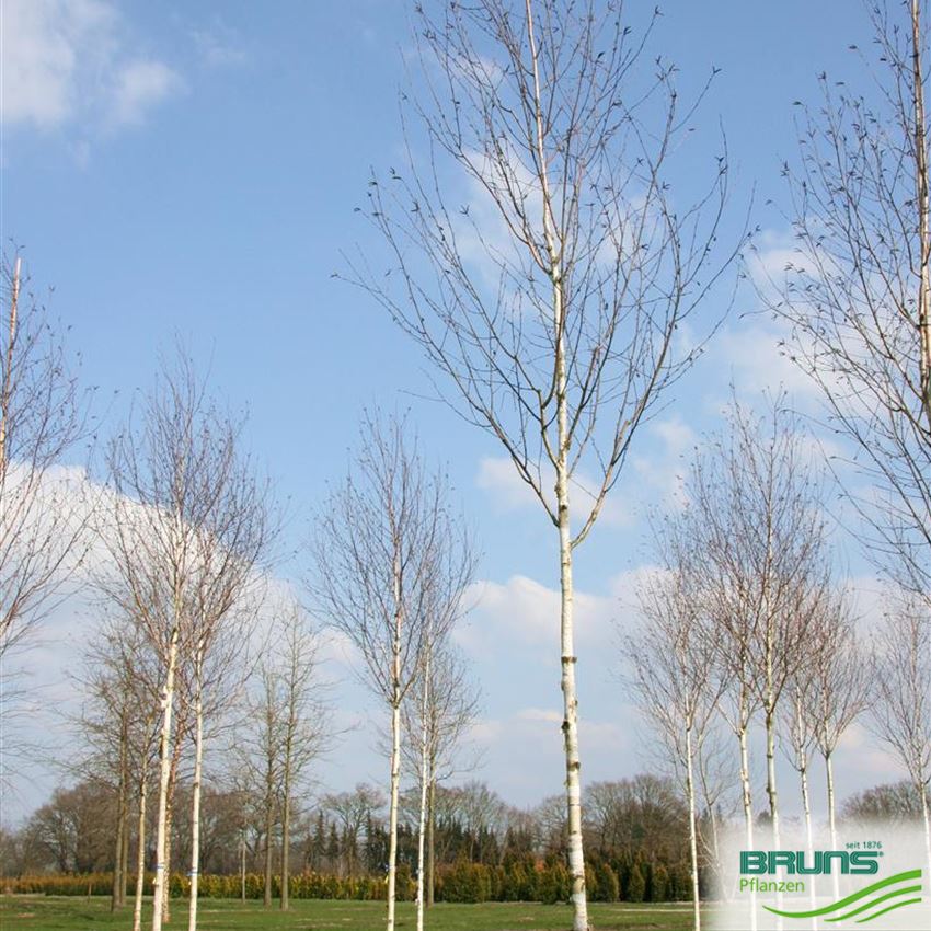Betula utilis 'Doorenbos' von Bruns Pflanzen