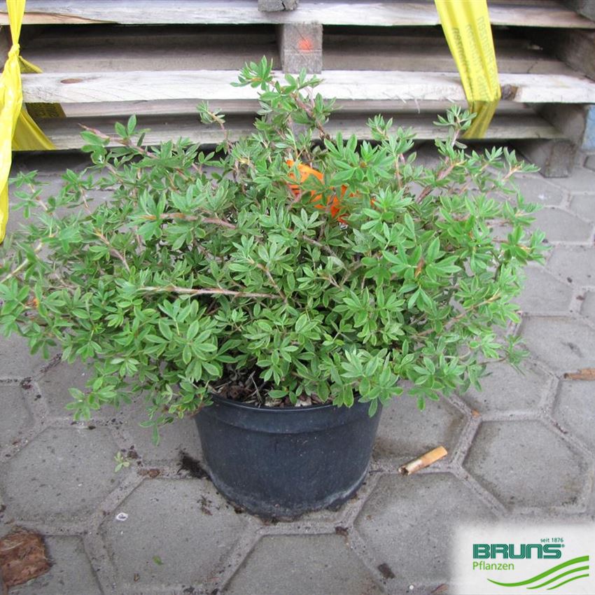 Potentilla fruticosa 'Abbotswood' von Bruns Pflanzen