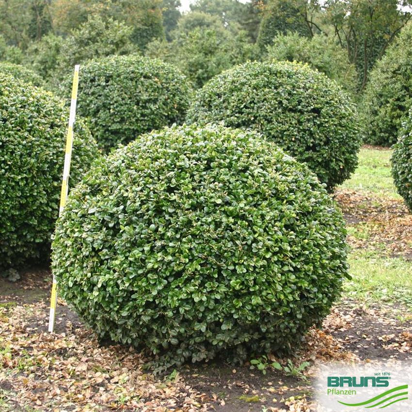 Buxus sempervirens 'Rotundifolia' von Bruns Pflanzen