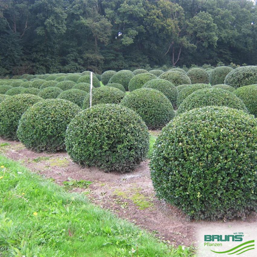 Buxus sempervirens 'Rotundifolia' von Bruns Pflanzen