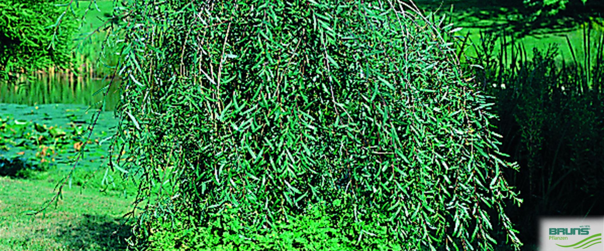 Salix purpurea 'Pendula', Hänge-Purpur-Weide von Bruns Pflanzen