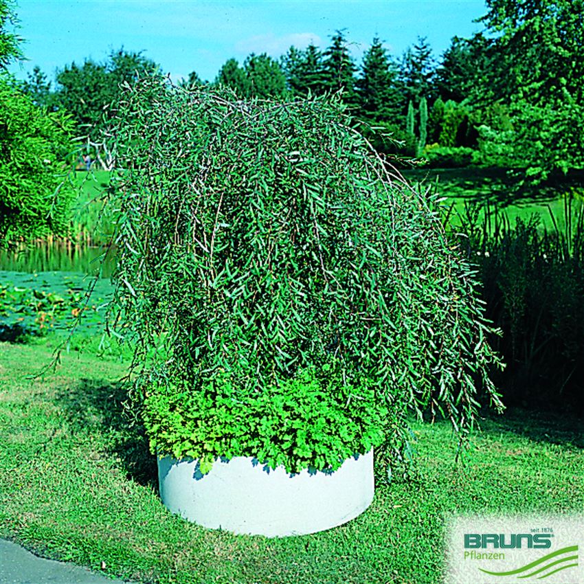 Salix purpurea 'Pendula', Hänge-Purpur-Weide von Bruns Pflanzen