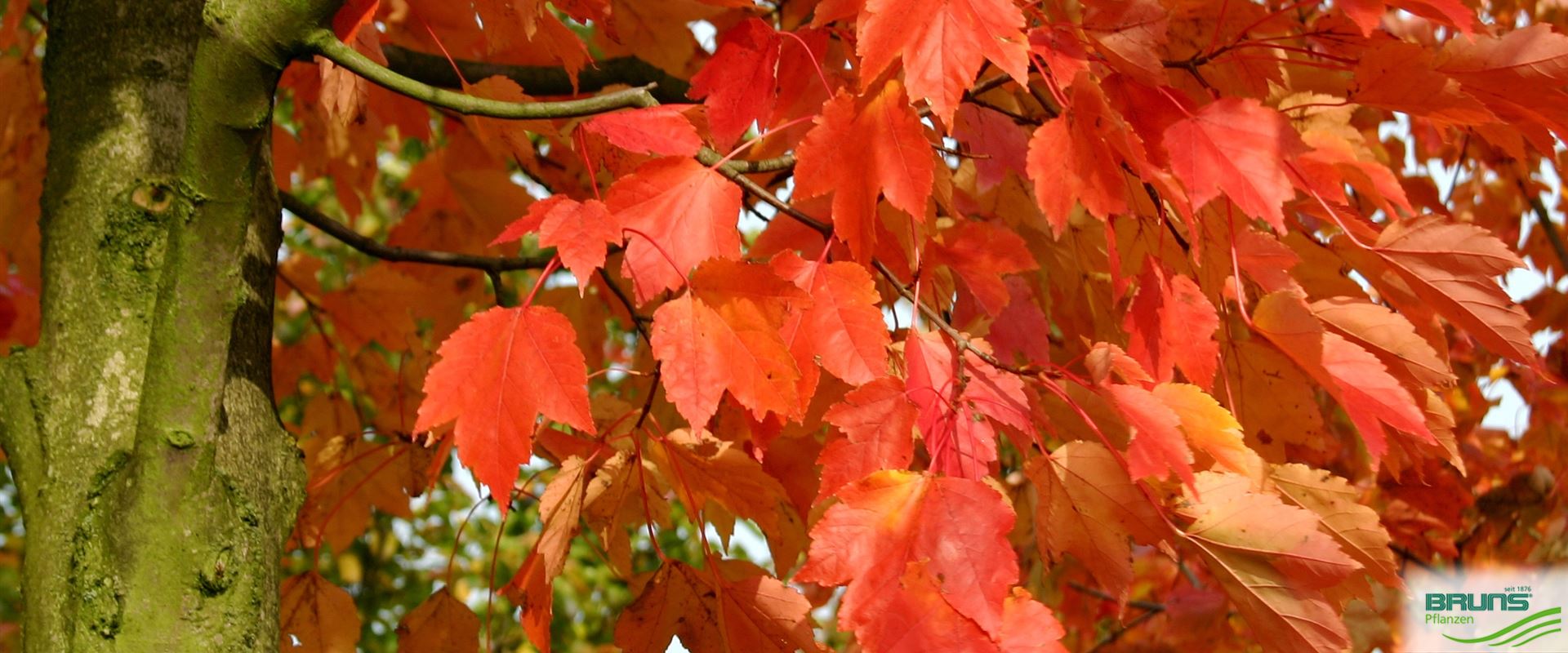 Acer rubrum, Canadian maple, red maple von Bruns Pflanzen