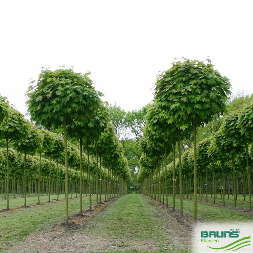 Acer platanoides 'Globosum', érable boule von Bruns Pflanzen