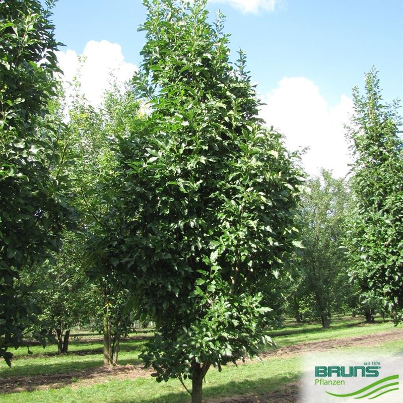 Fraxinus ornus, frêne à fleurs, frêne à manne von Bruns Pflanzen