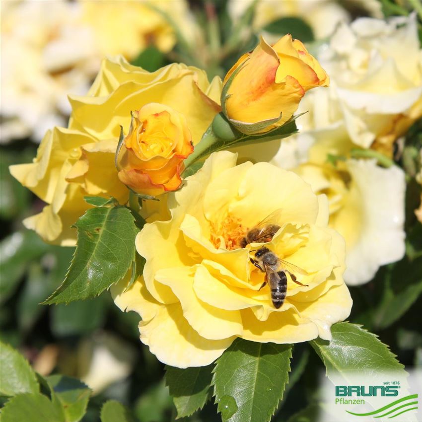 Strauchrose 'Lichtkoenigin Lucia' (R) von Bruns Pflanzen