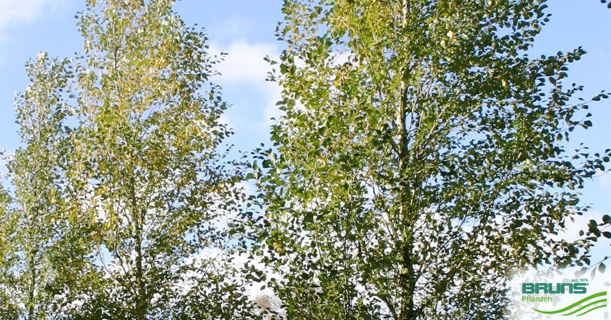 Populus simonii von Bruns Pflanzen
