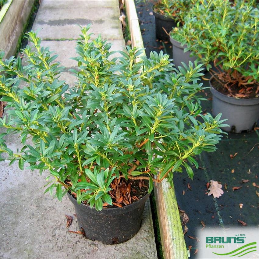 Rhododendron ferrugineum, Alpine rose von Bruns Pflanzen