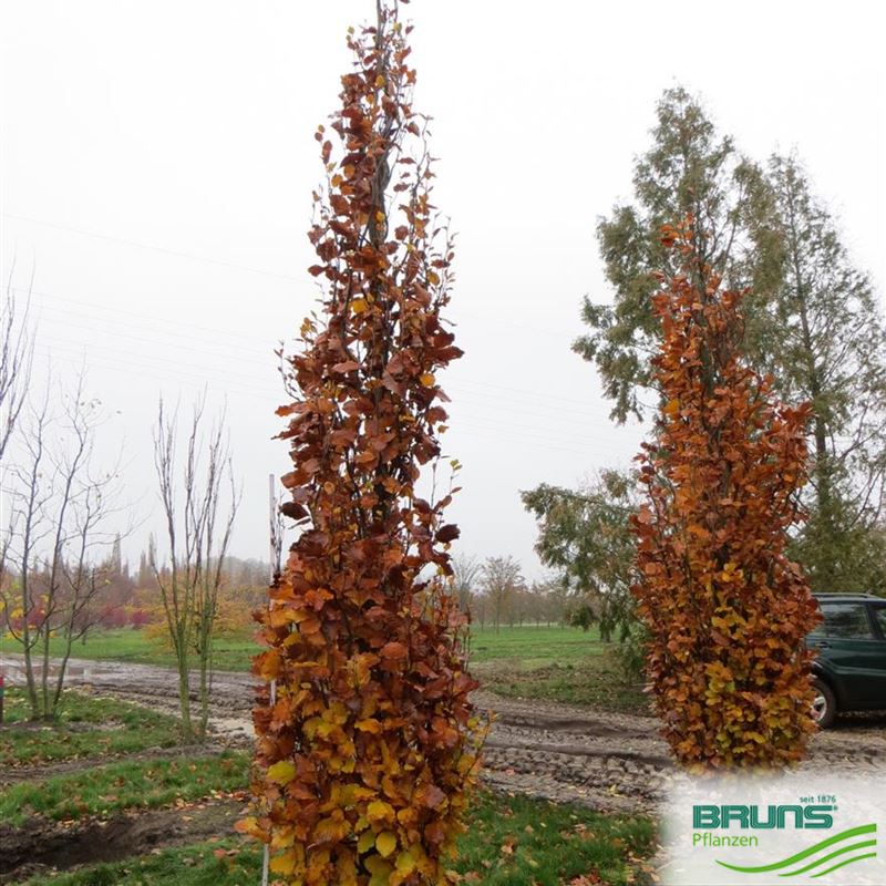 Fagus sylvatica 'Dawyck', Dawyck beech von Bruns Pflanzen