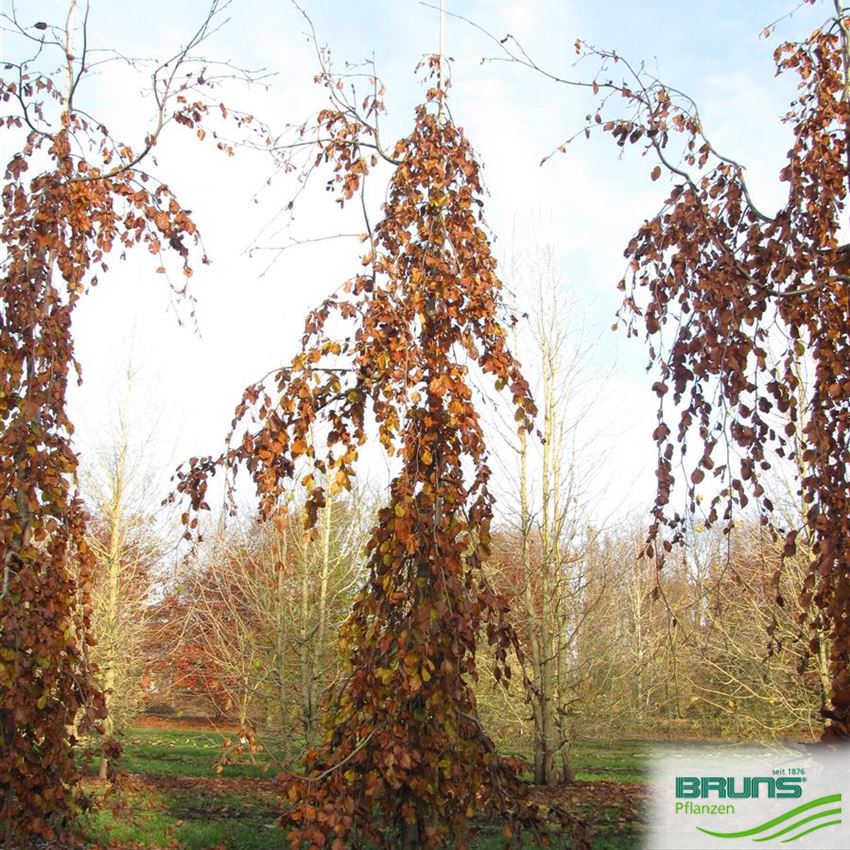 Fagus sylvatica 'Pendula', Weeping beech von Bruns Pflanzen
