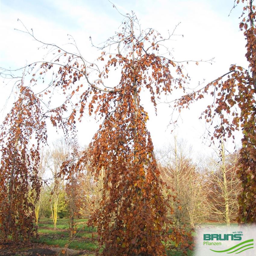 Fagus sylvatica 'Pendula', Weeping beech von Bruns Pflanzen