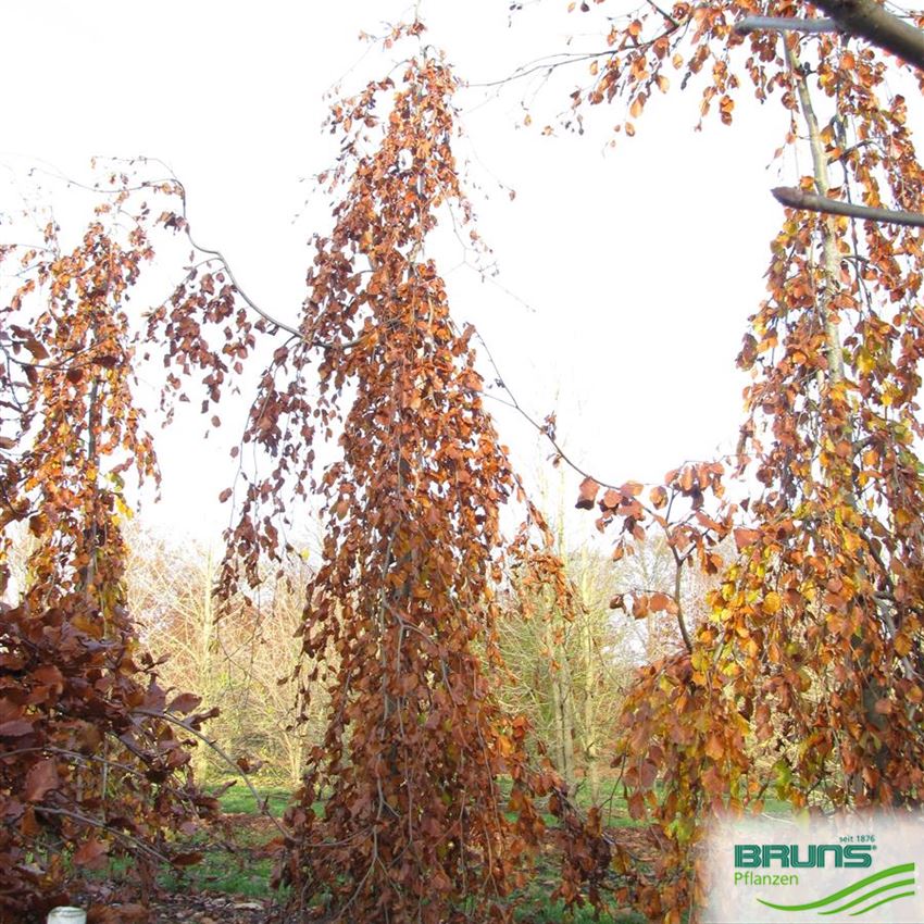 Fagus sylvatica 'Pendula', Weeping beech von Bruns Pflanzen