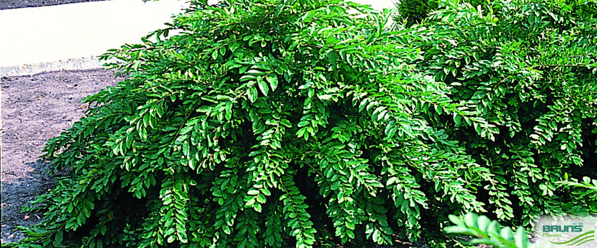 Ligustrum obtusifolium var. regelianum, Busch-Liguster von Bruns Pflanzen
