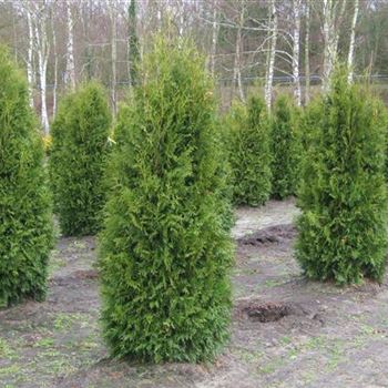 Thuja occidentalis 'Columna' von Bruns Pflanzen