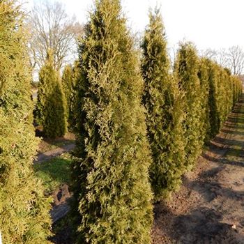 Thuja occidentalis 'Columna' von Bruns Pflanzen
