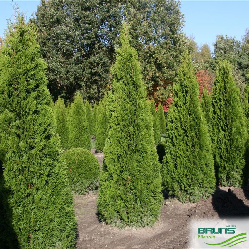 Thuja occidentalis 'Columna' von Bruns Pflanzen