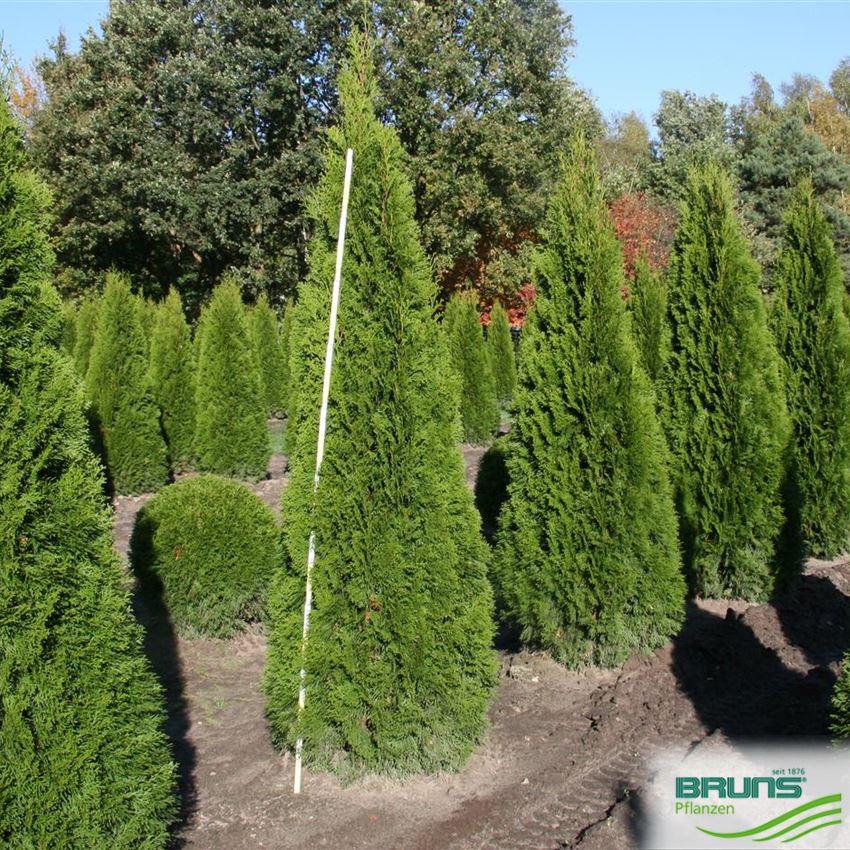 Thuja occidentalis 'Columna' von Bruns Pflanzen