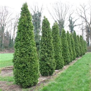Thuja occidentalis 'Columna' von Bruns Pflanzen