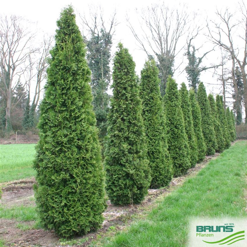 Thuja occidentalis 'Columna' von Bruns Pflanzen